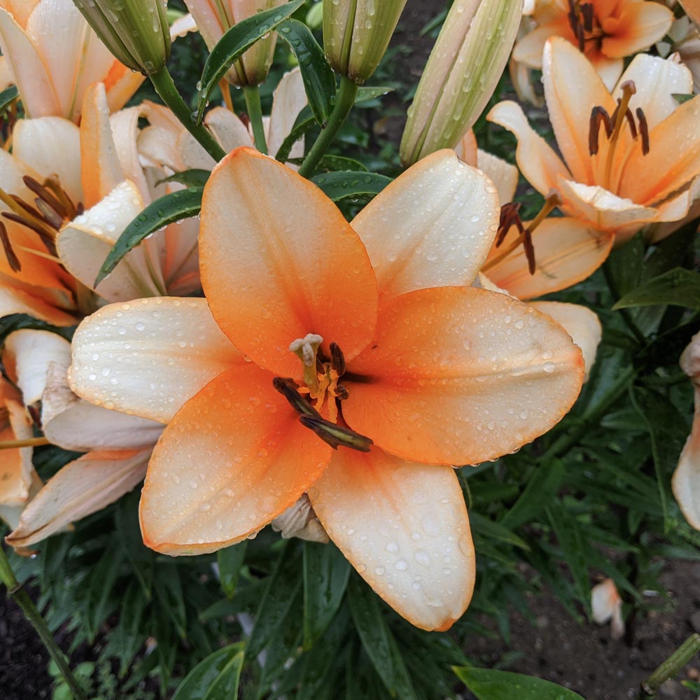 Lilium 'Orange Emperor' | White Flower Farm