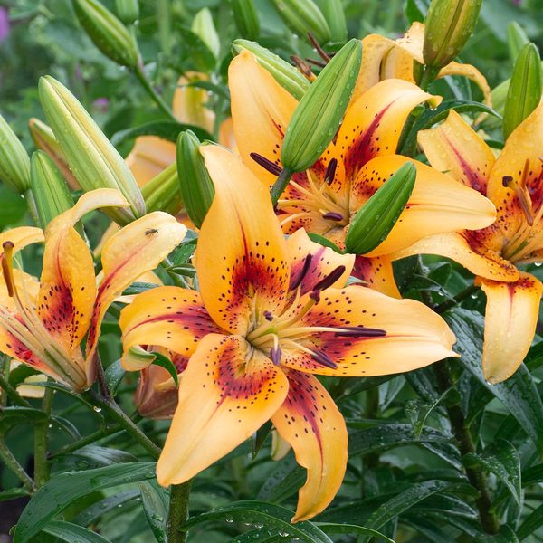 Lilium 'Hotel California' | White Flower Farm