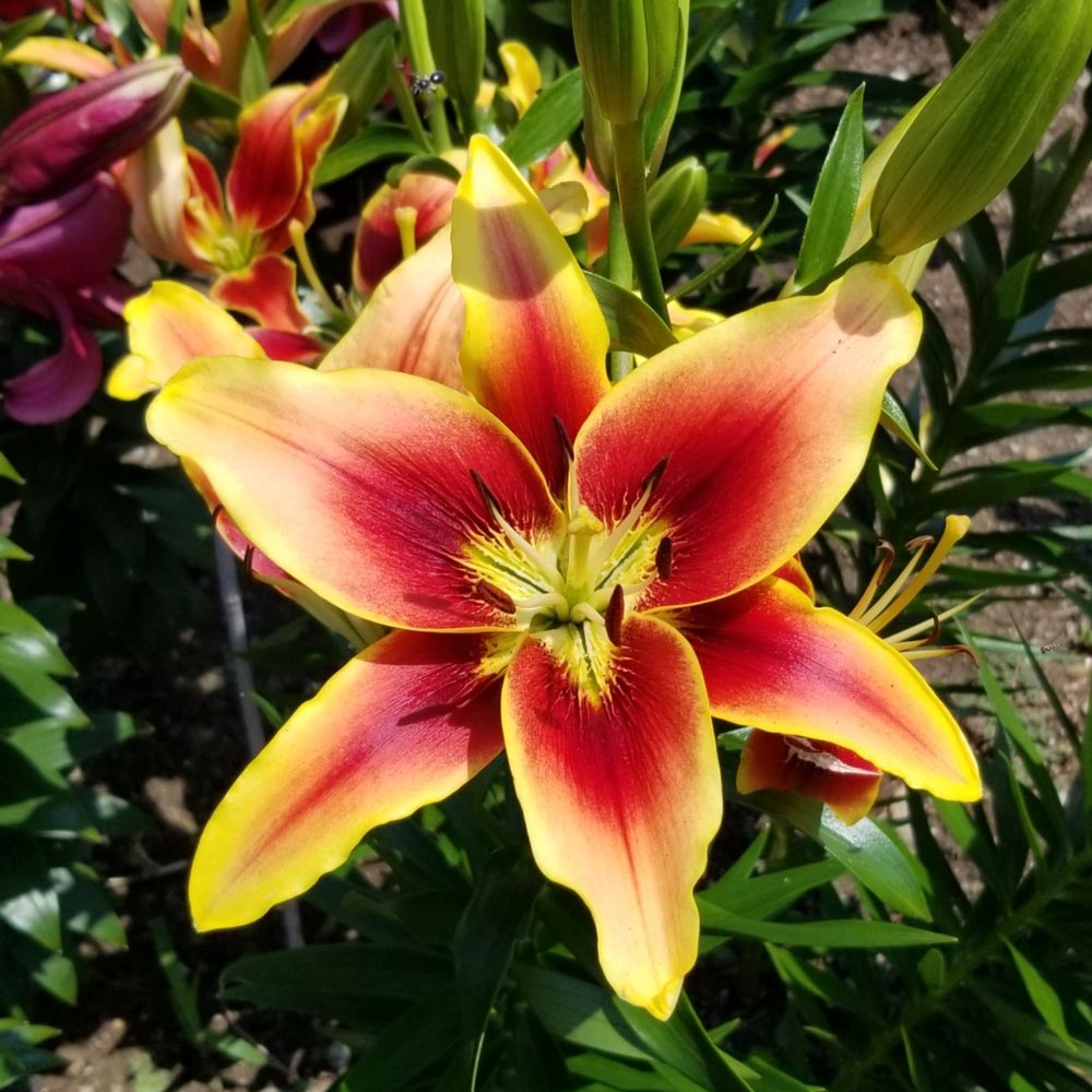 Lilium 'Avalon Sunset' | White Flower Farm