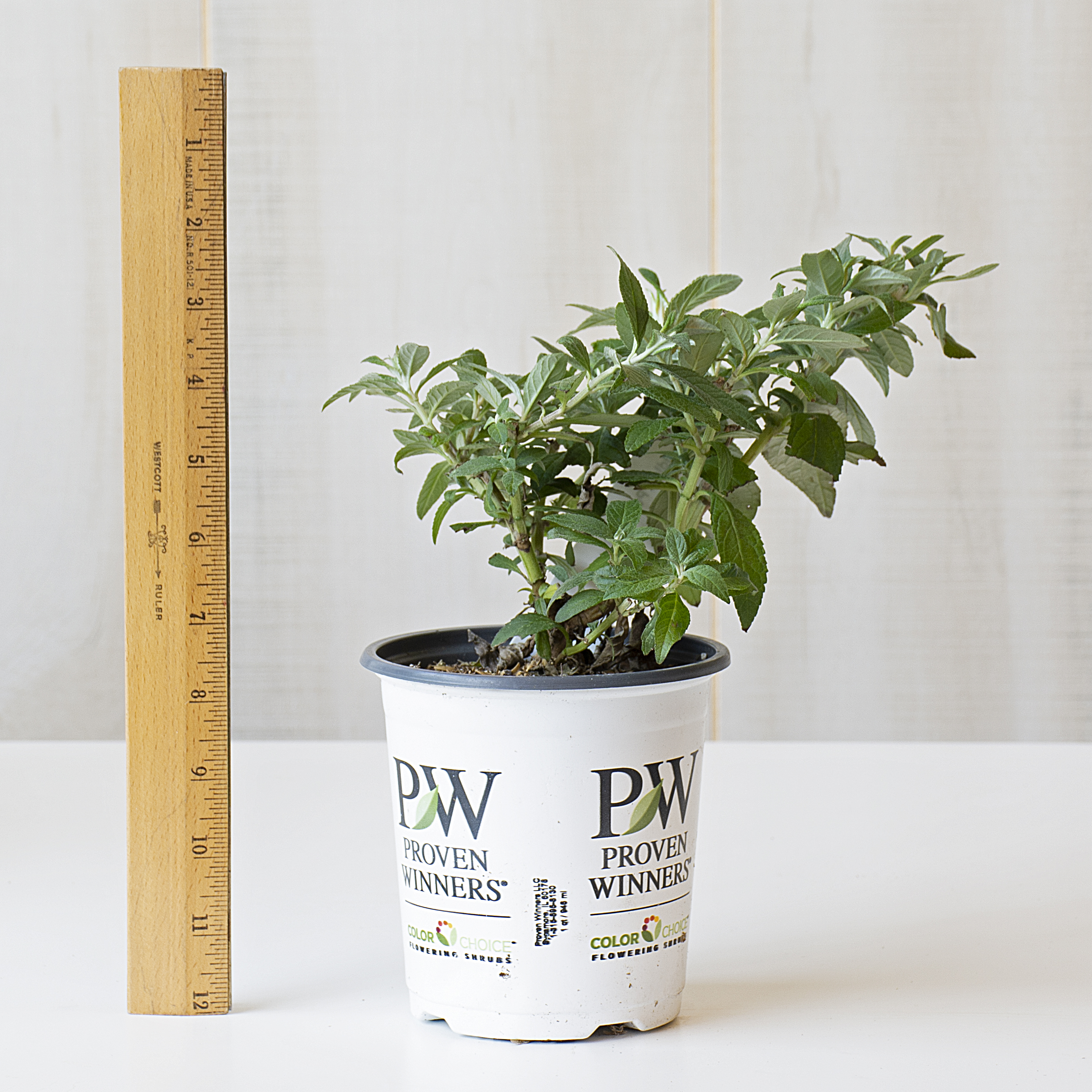 Hydrangea paniculata Fire Light Tidbit® | White Flower Farm