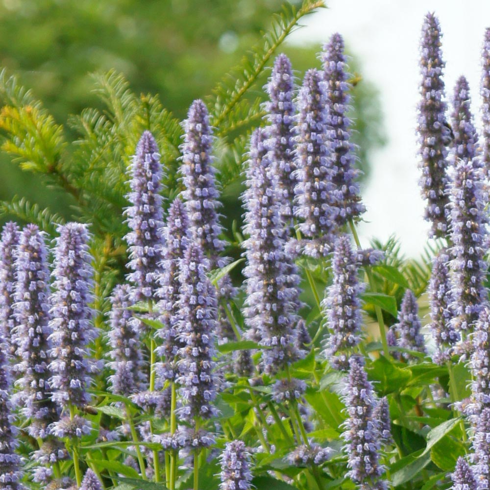 Agastache Purple Haze