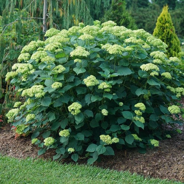 Hydrangea arborescens Invincibelle Sublime™ | White Flower Farm