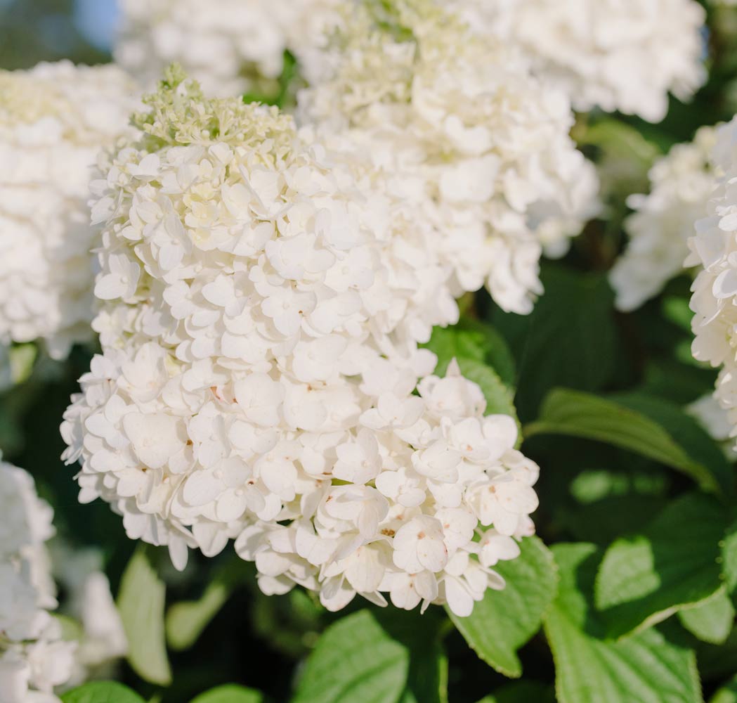 Hydrangea paniculata Little Hottie® | White Flower Farm