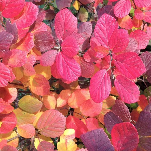 Fothergilla x intermedia Legend of the Fall® | White Flower Farm