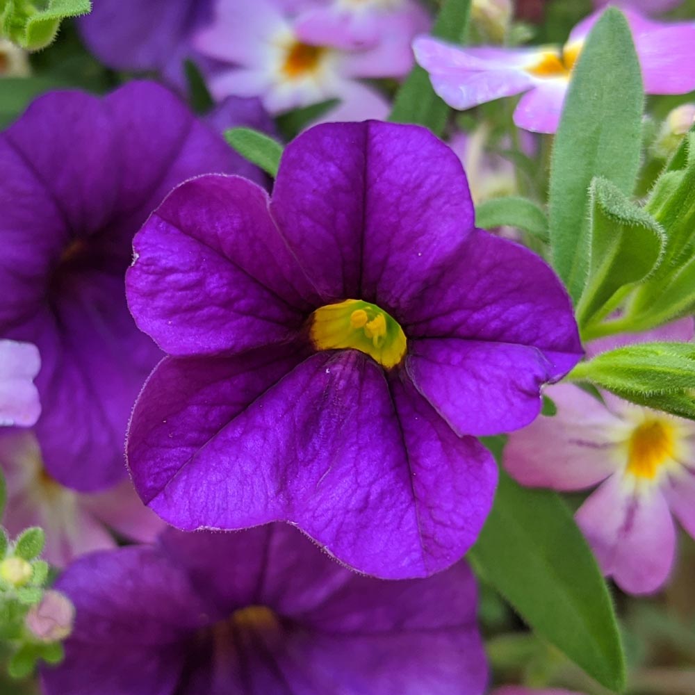 Calibrachoa Cha-Cha™ Deep Blue | White Flower Farm