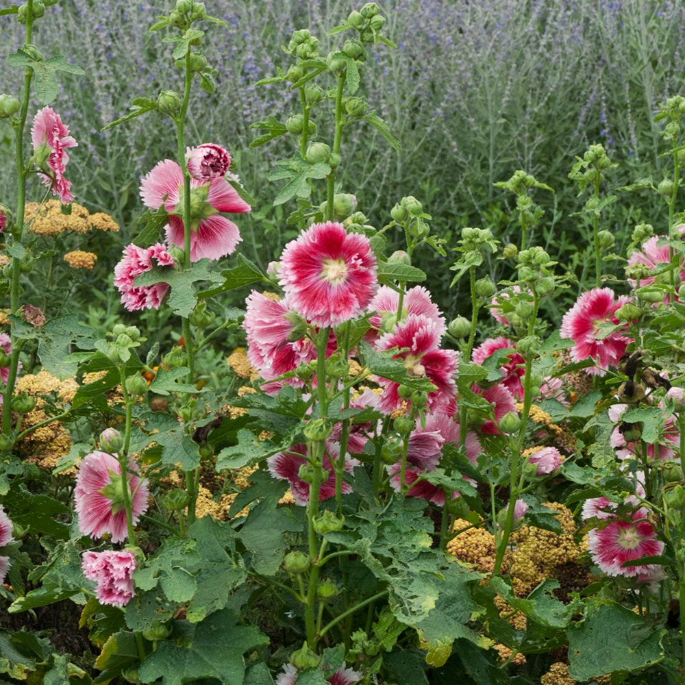Alcea rosea 'Fiesta Time' | White Flower Farm
