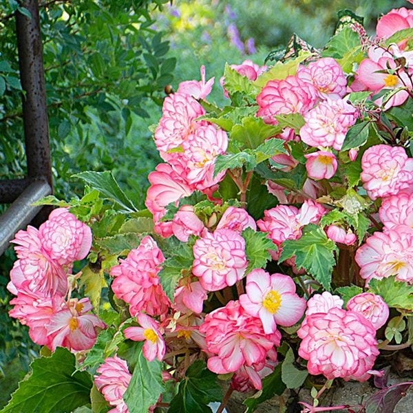 Begonia Nonstop® Rose Picotee | White Flower Farm