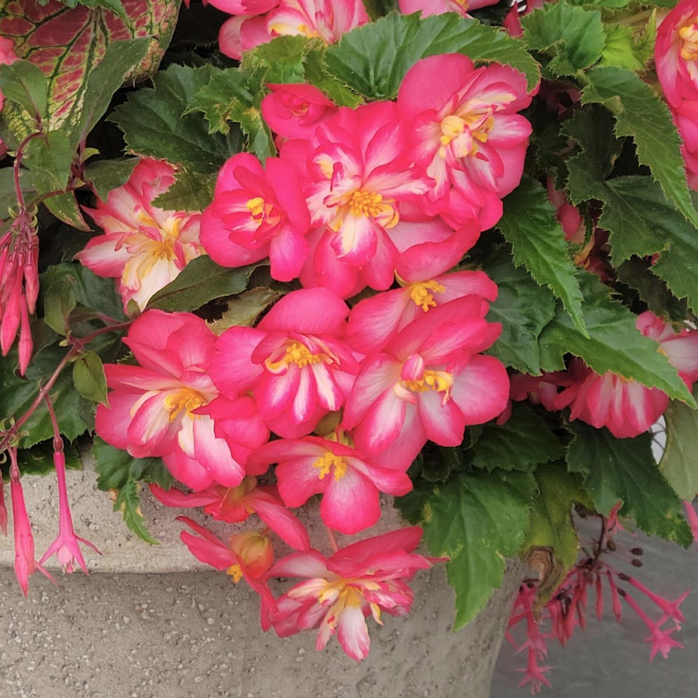 Begonia Sun Dancer™ White Pink Picotee | White Flower Farm