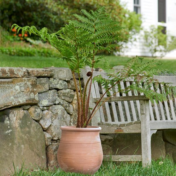Australian Tree Fern in Cretan Pot Orestis | White Flower Farm