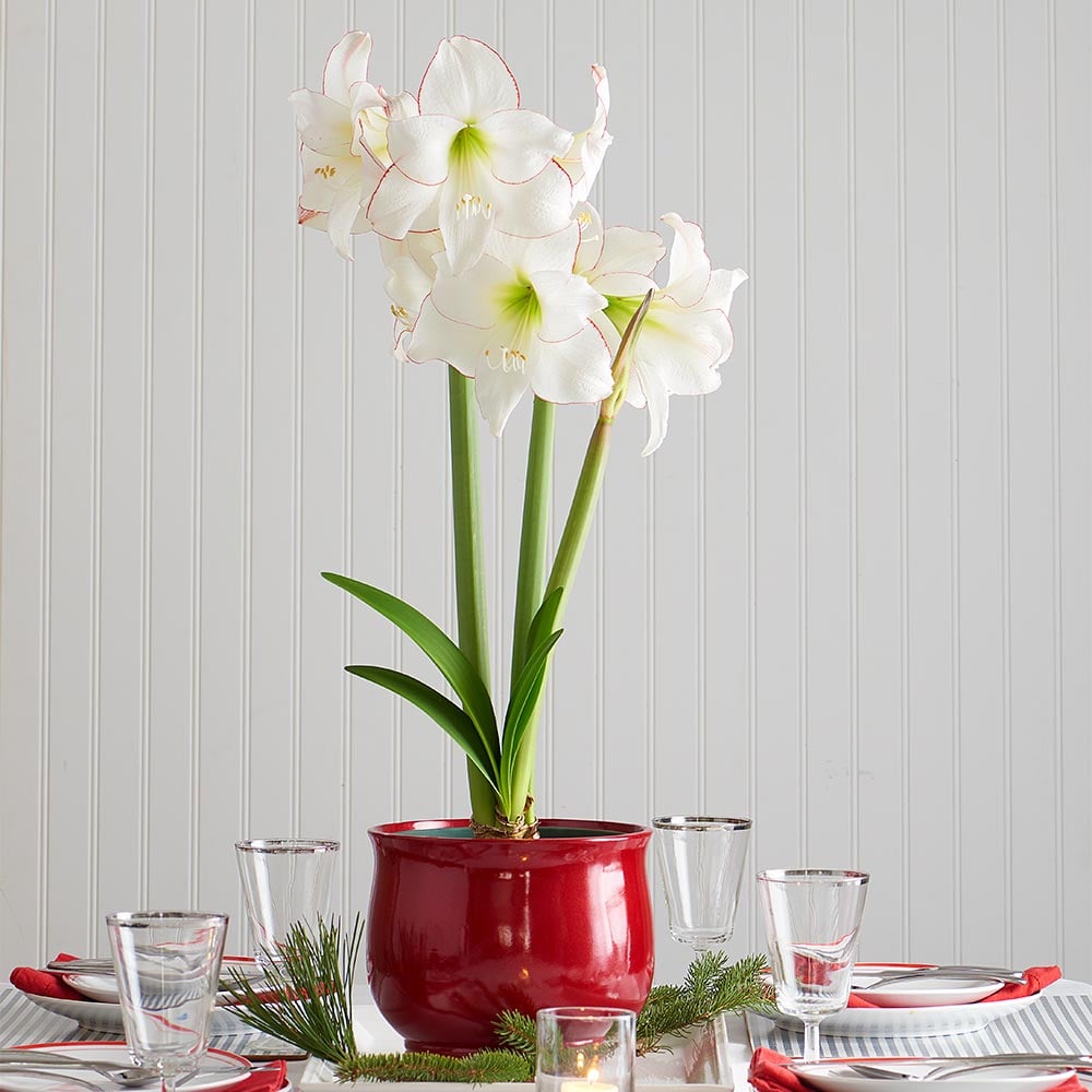Amaryllis Picotee | White Flower Farm