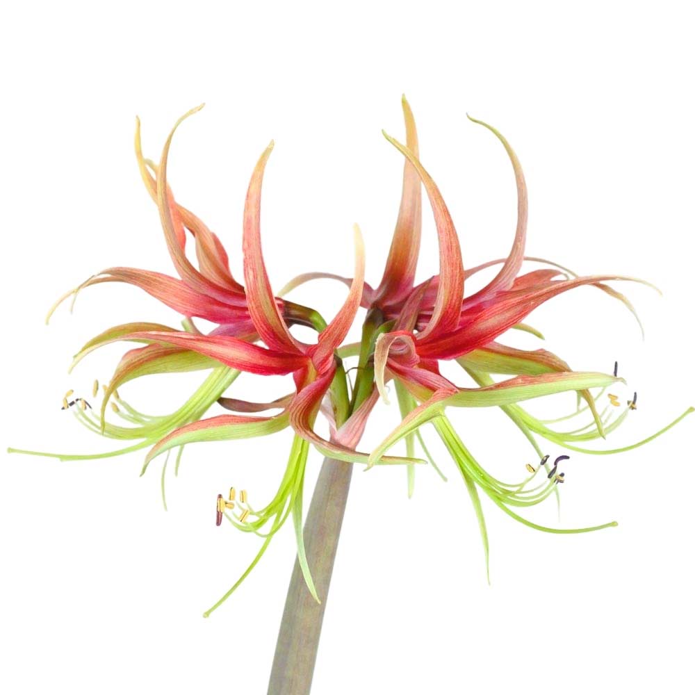 Amaryllis 'Chico' | White Flower Farm