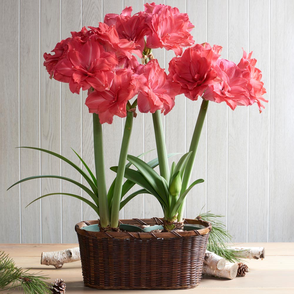 Amaryllis 'Candy Nymph' | White Flower Farm