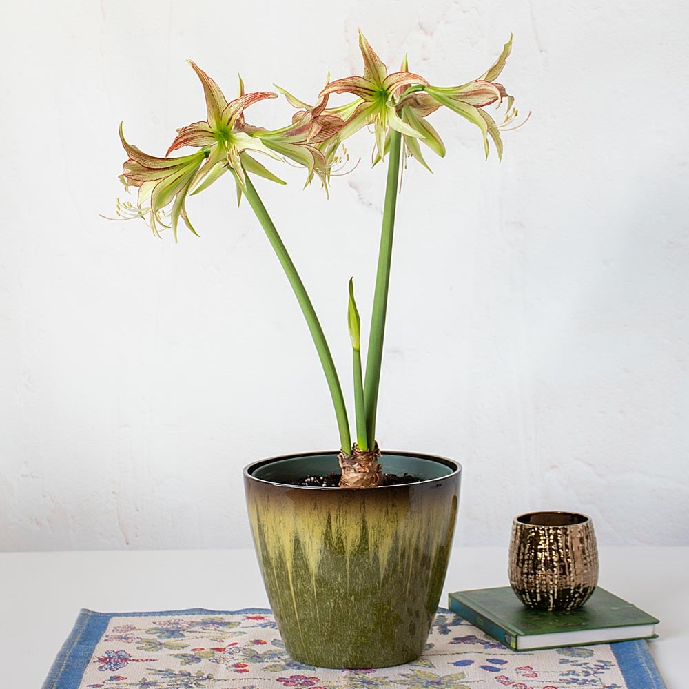 Amaryllis 'Emerald' | White Flower Farm