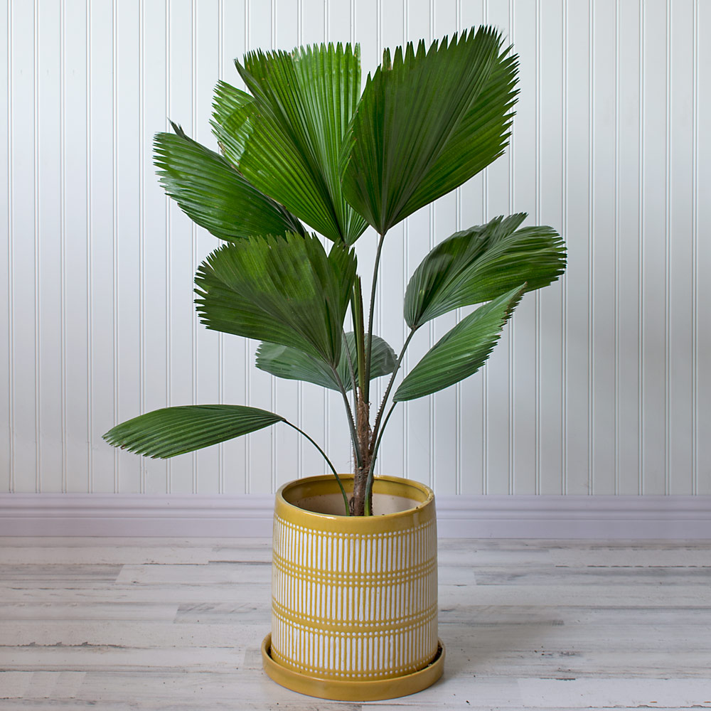 Fan Palm | White Flower Farm