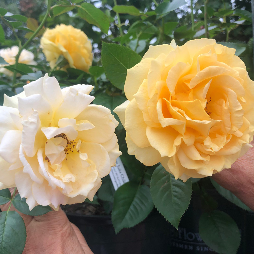 Rose Julia Child™ | White Flower Farm