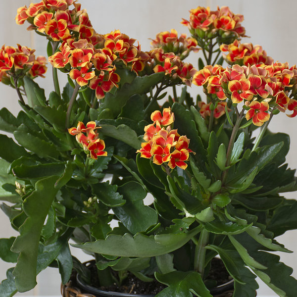 Orange Kalanchoe in woven basket | White Flower Farm