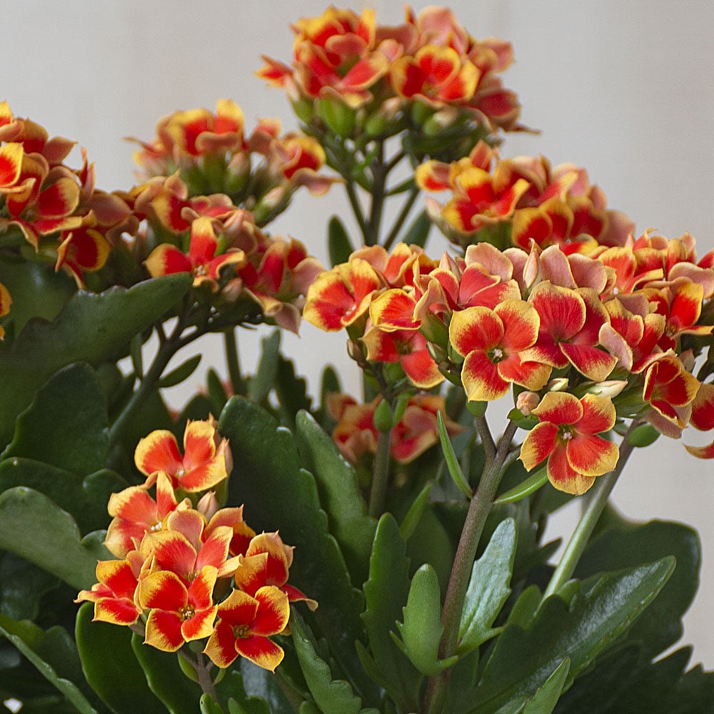Orange Kalanchoe in woven basket | White Flower Farm