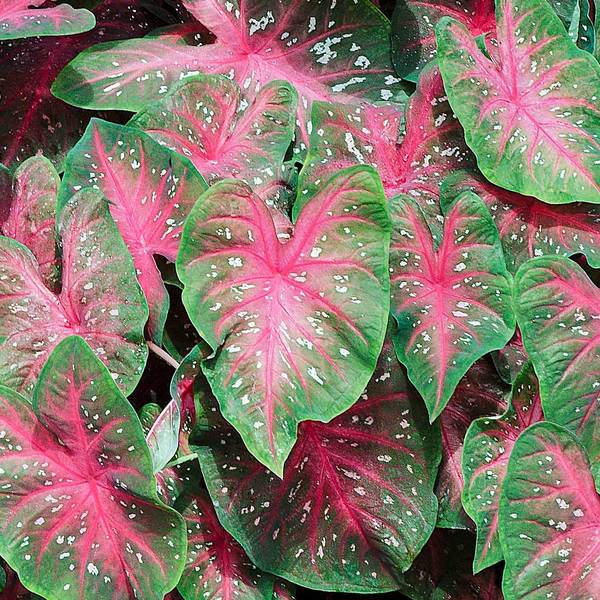 Caladium 'Red Flash' | White Flower Farm