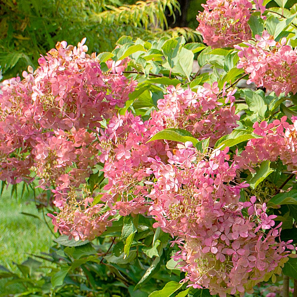Hydrangea Paniculata Phantom Standard