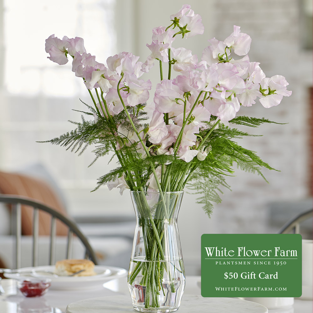 White Sweet Pea Flower