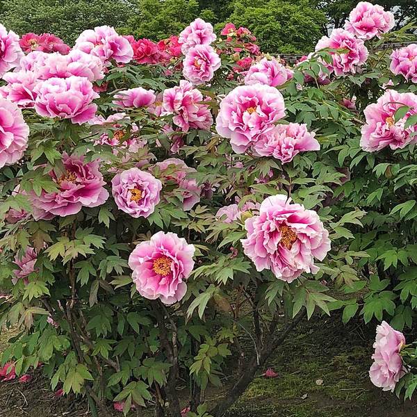 Paeonia suffruticosa 'Shimano-fuji' - Tree Peony | White Flower Farm