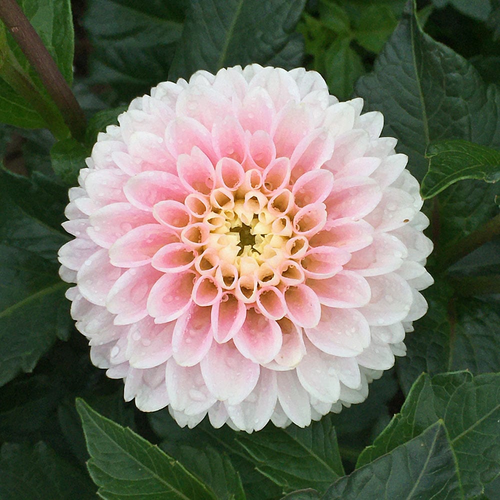 Dahlia 'Light Wizard' | White Flower Farm
