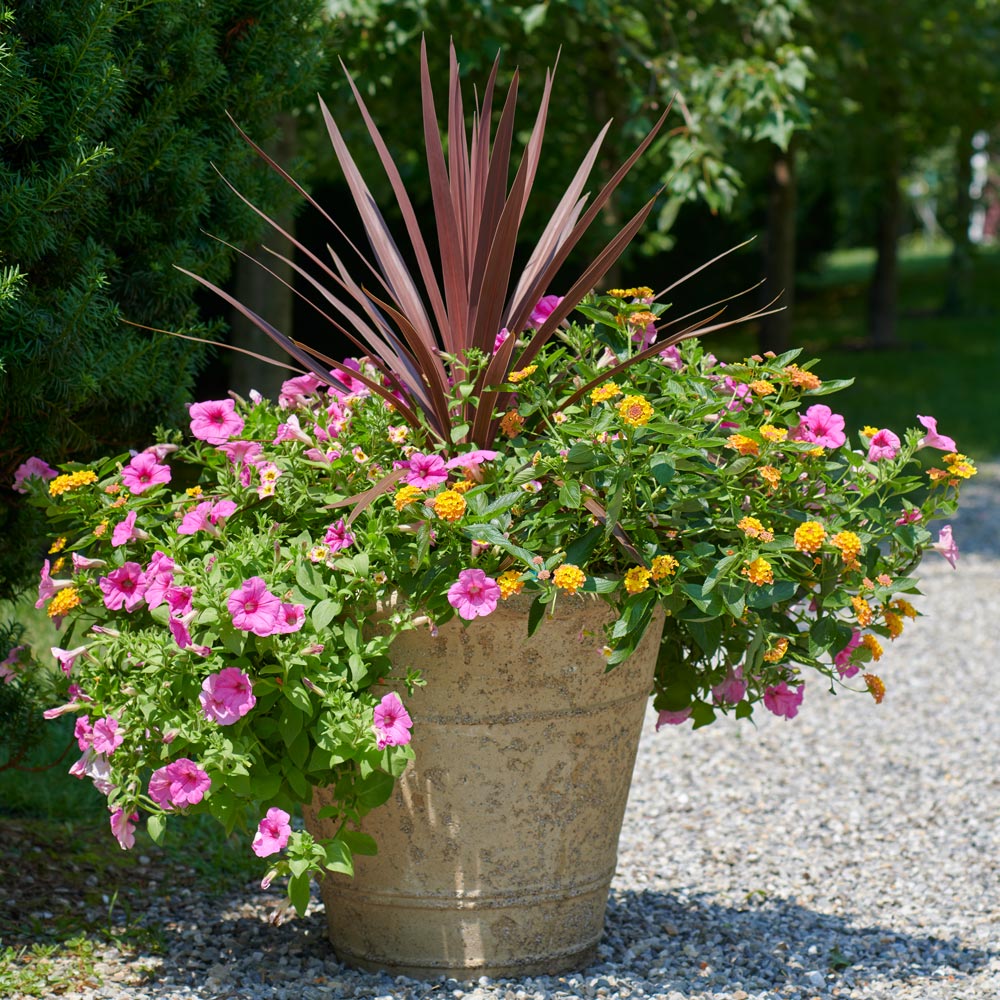 New Annual Container Designs | White Flower Farm