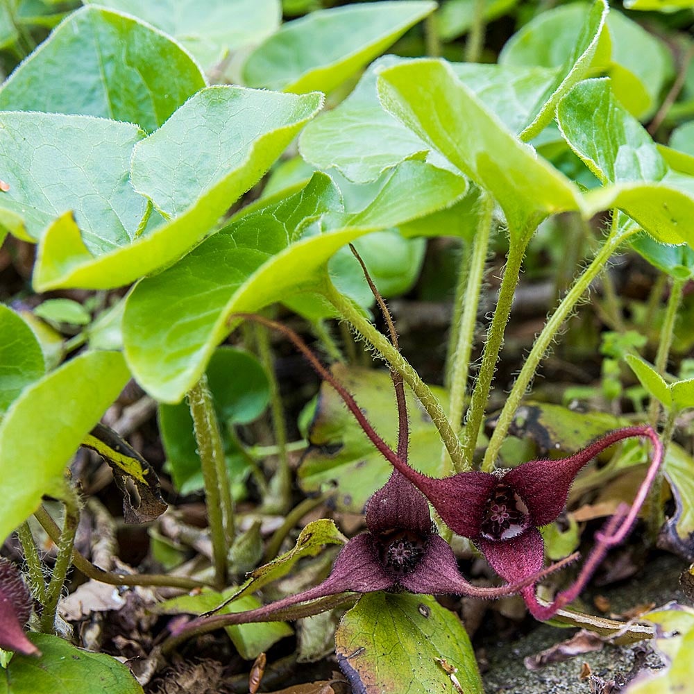 Asarum canadense | White Flower Farm