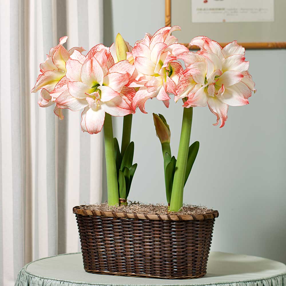 Amaryllis 'Aphrodite' | White Flower Farm