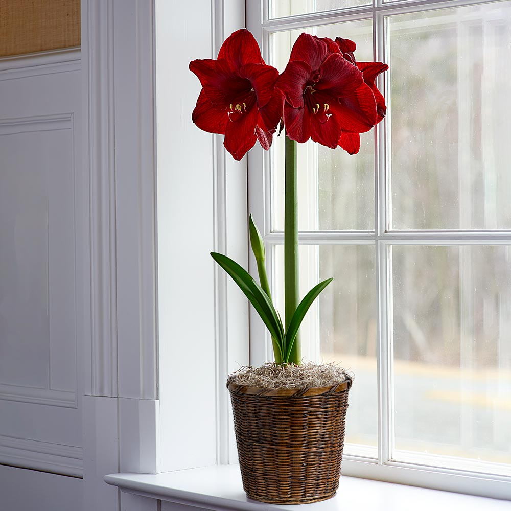 Amaryllis 'Carmen' | White Flower Farm