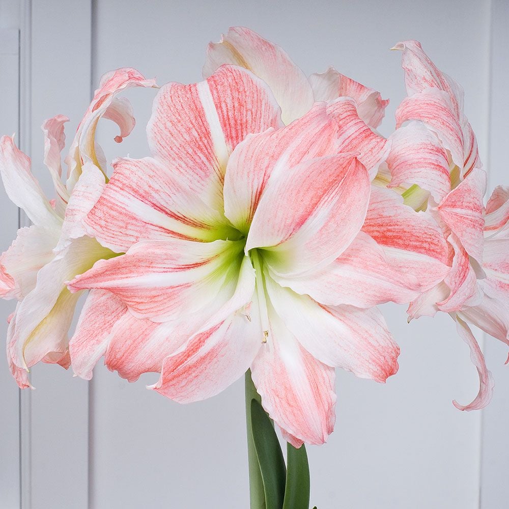 Amaryllis 'Giant Amadeus' | White Flower Farm