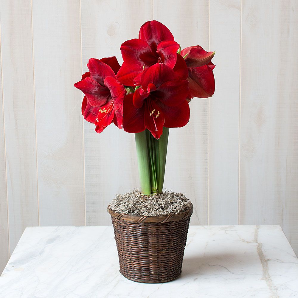 Amaryllis Magnum | White Flower Farm