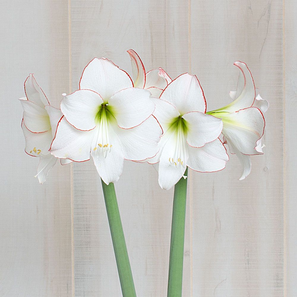 Amaryllis 'Picotee' | White Flower Farm