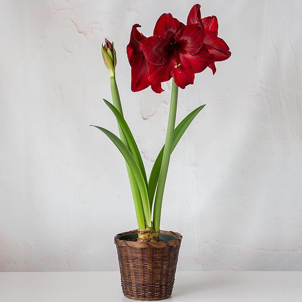 Amaryllis 'Red Pearl' | White Flower Farm