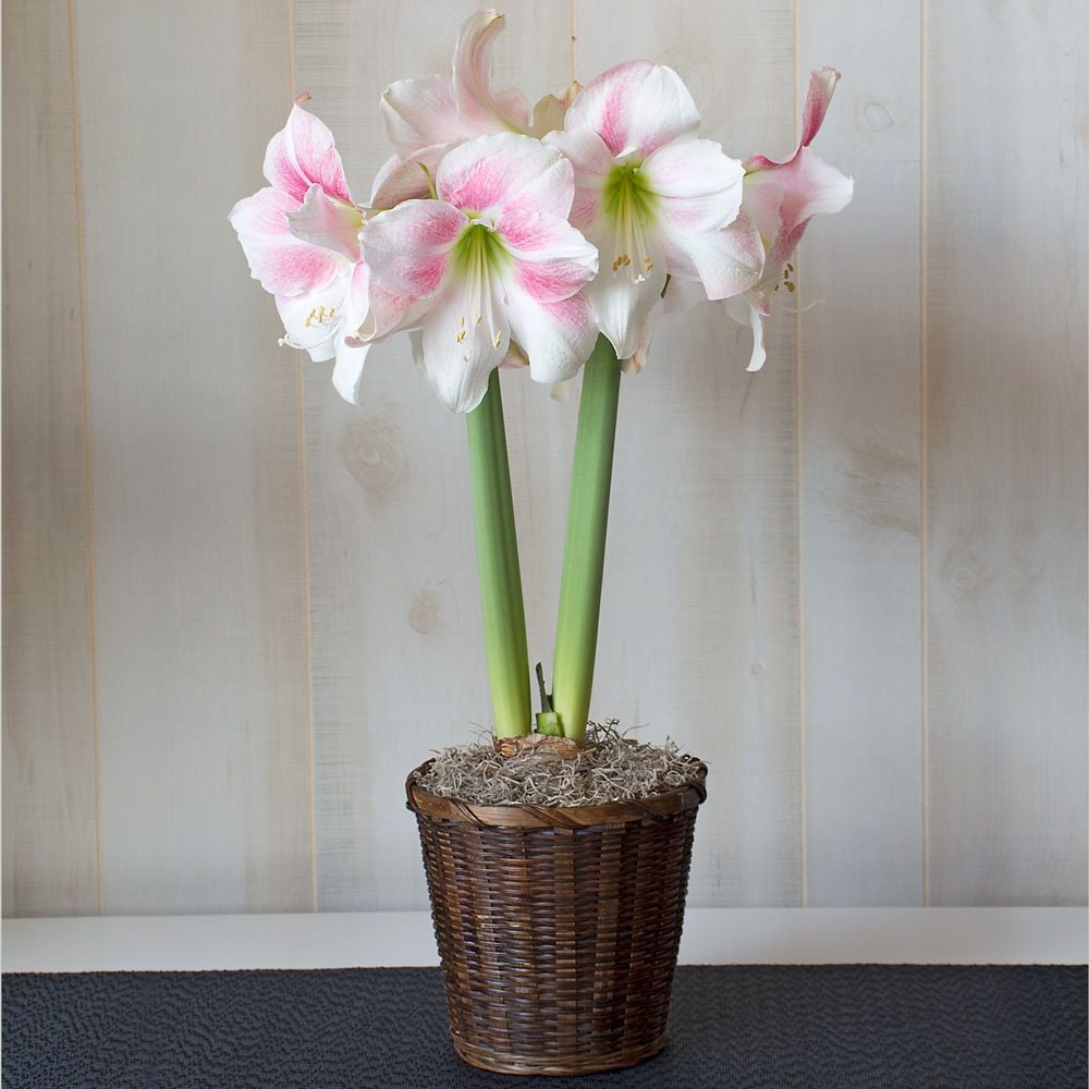 Amaryllis 'Rosy Star' | White Flower Farm