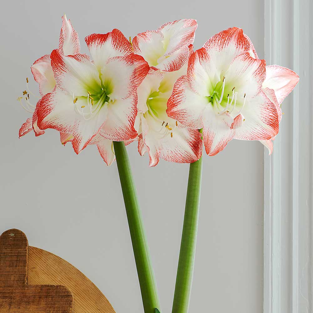 Amaryllis 'Sofia' | White Flower Farm
