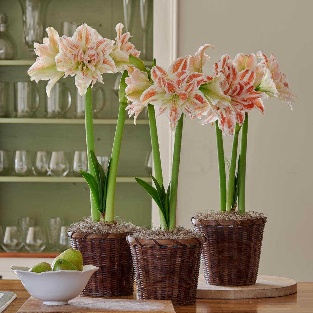 Double Amaryllis to 3 Different Addresses - Standard Shipping Included ...
