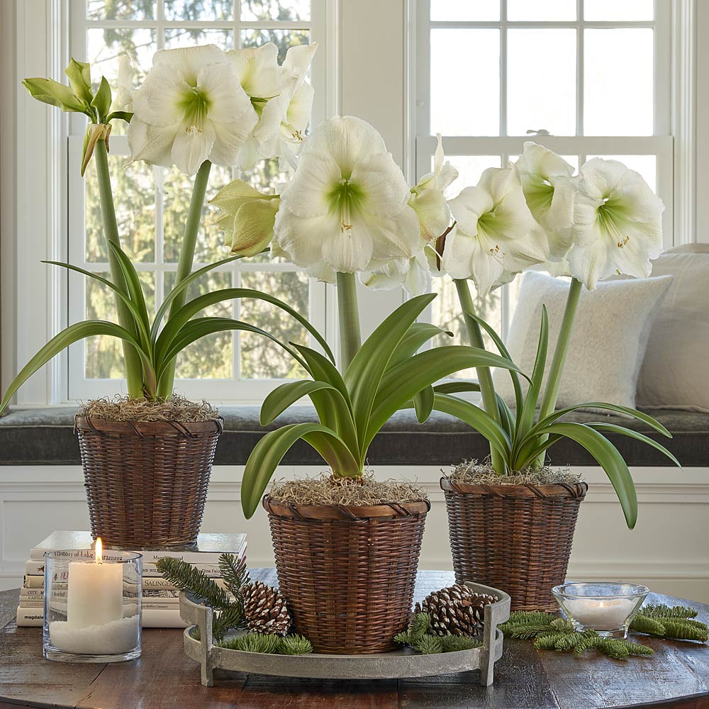 White Amaryllis to 3 Different Addresses - Standard Shipping Included ...