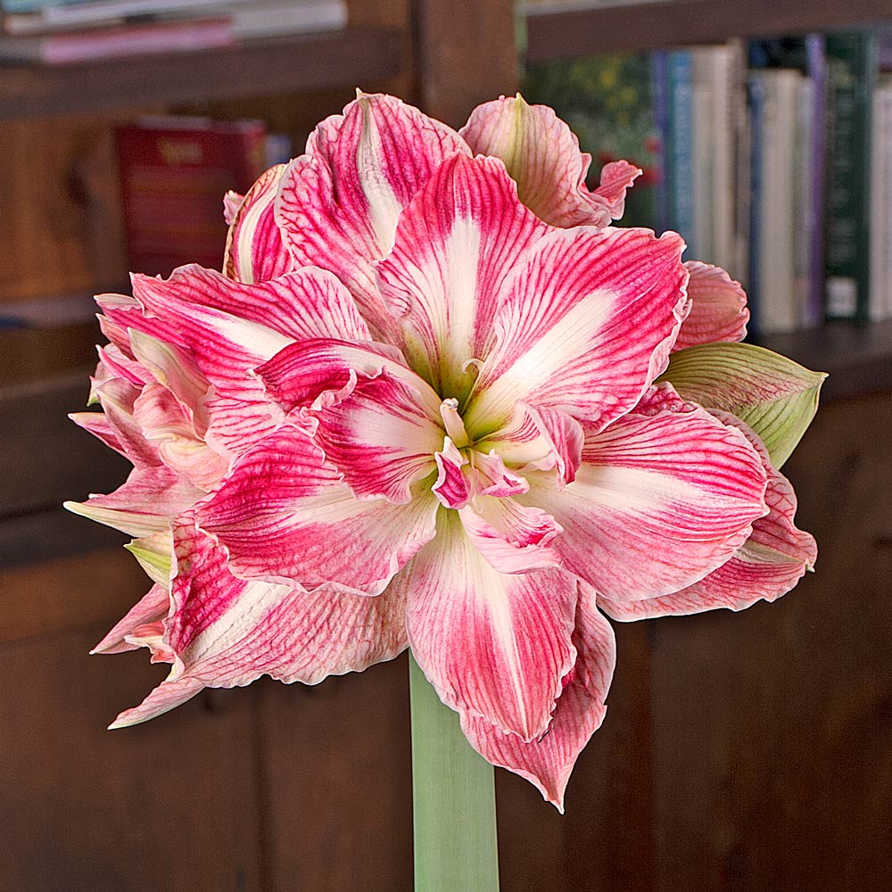Amaryllis 'Pretty Nymph' | White Flower Farm