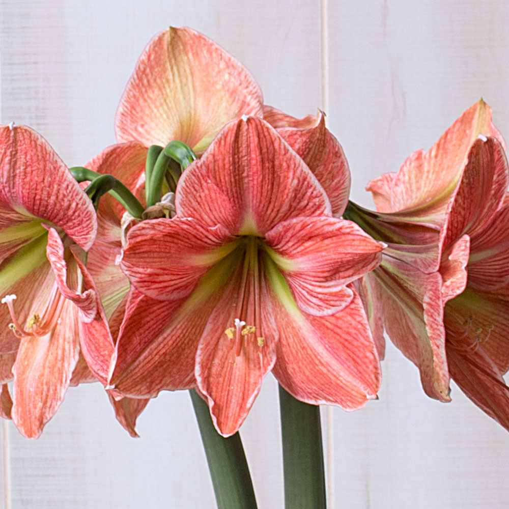 Amaryllis 'Terracotta Star' | White Flower Farm