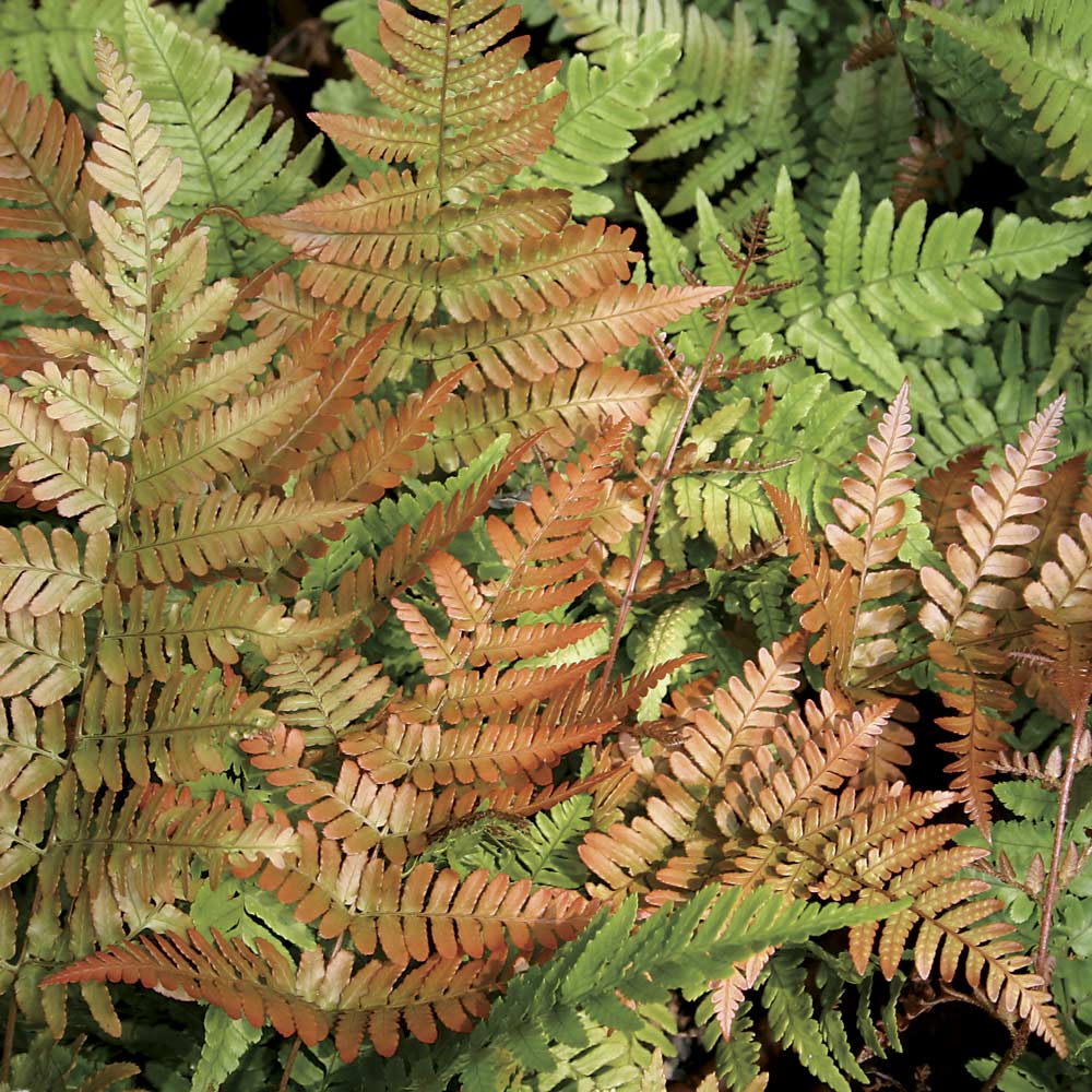 Hardy Fern Sampler | White Flower Farm