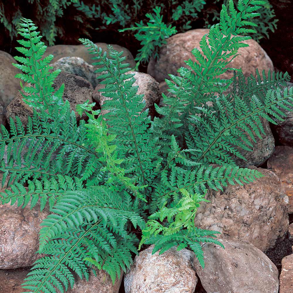 Hardy Fern Sampler | White Flower Farm