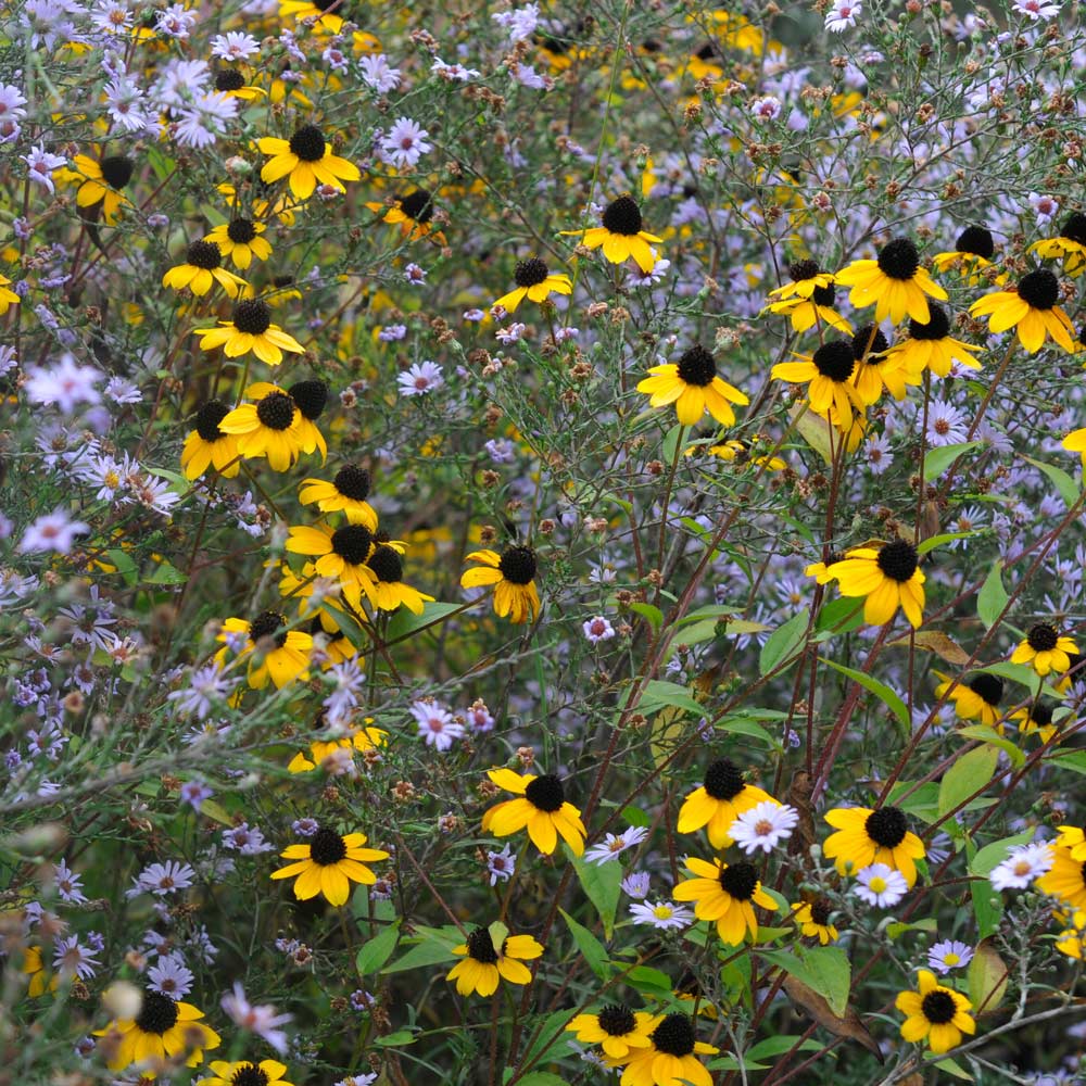Native Meadow Garden | White Flower Farm