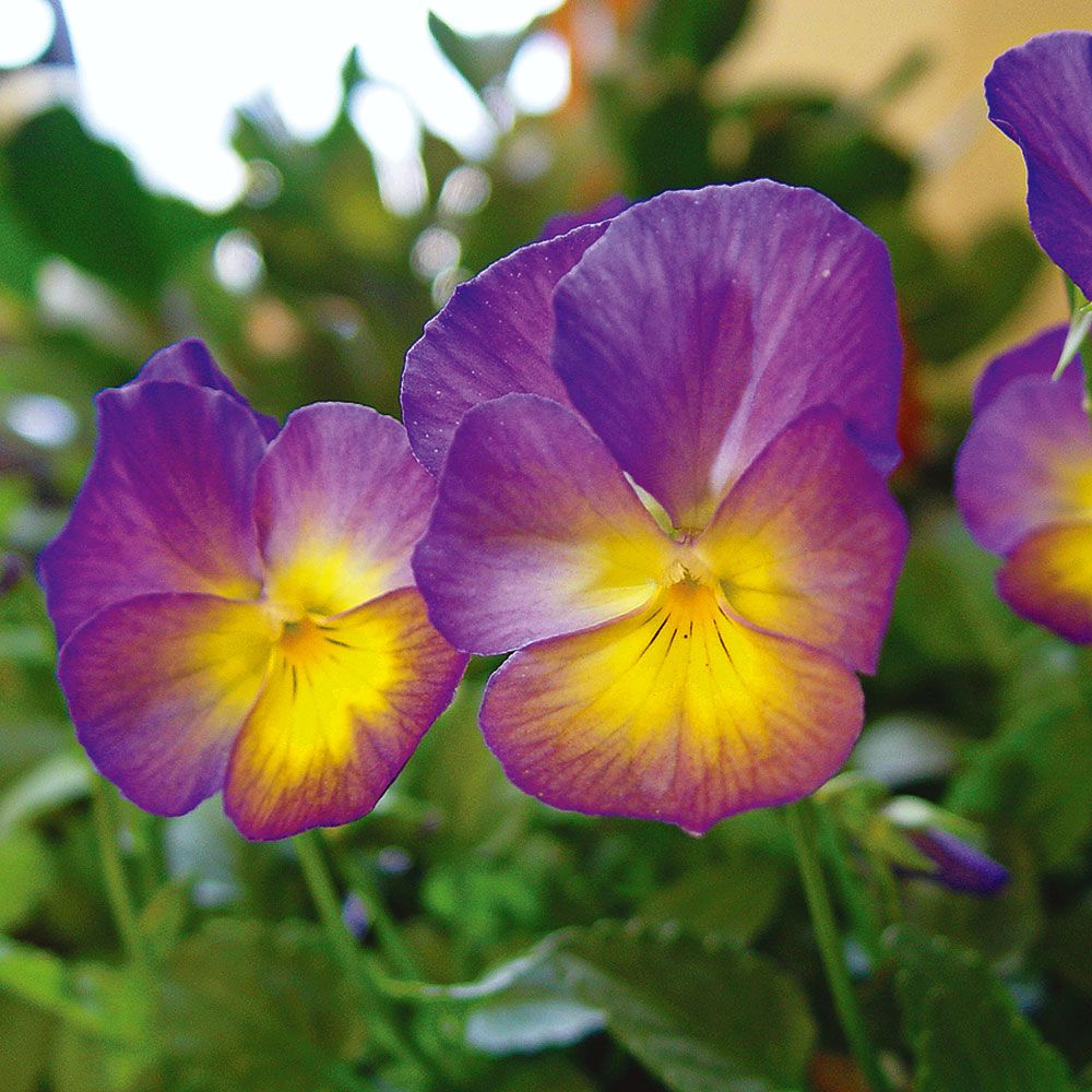 Viola | White Flower Farm