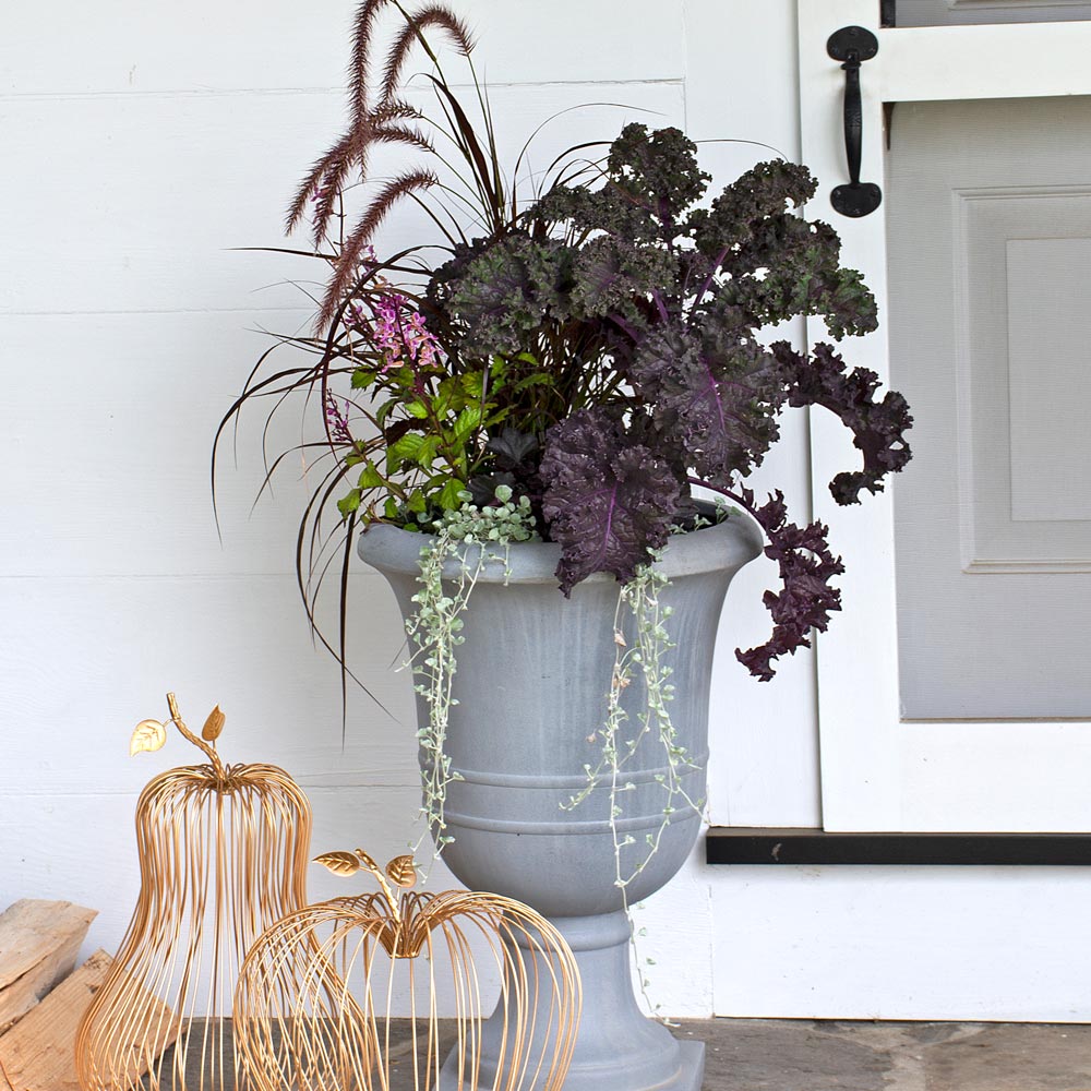 Harvest Moon Fall Collection | White Flower Farm