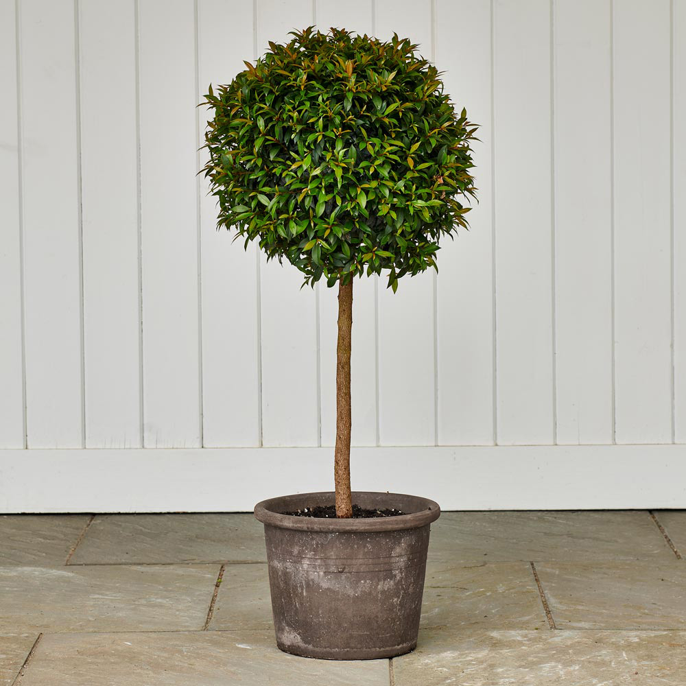 Eugenia Topiary Plant