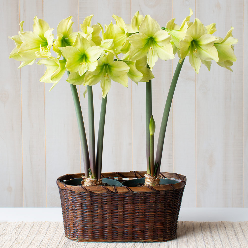 Wild Blue Amaryllis Flower Bulbs | Best Flower Site