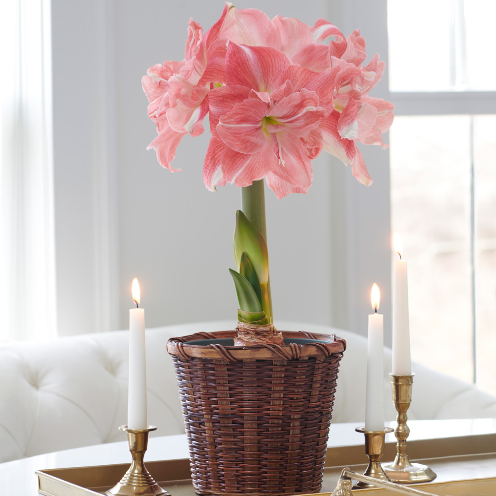 Amaryllis 'Rozetta' | White Flower Farm