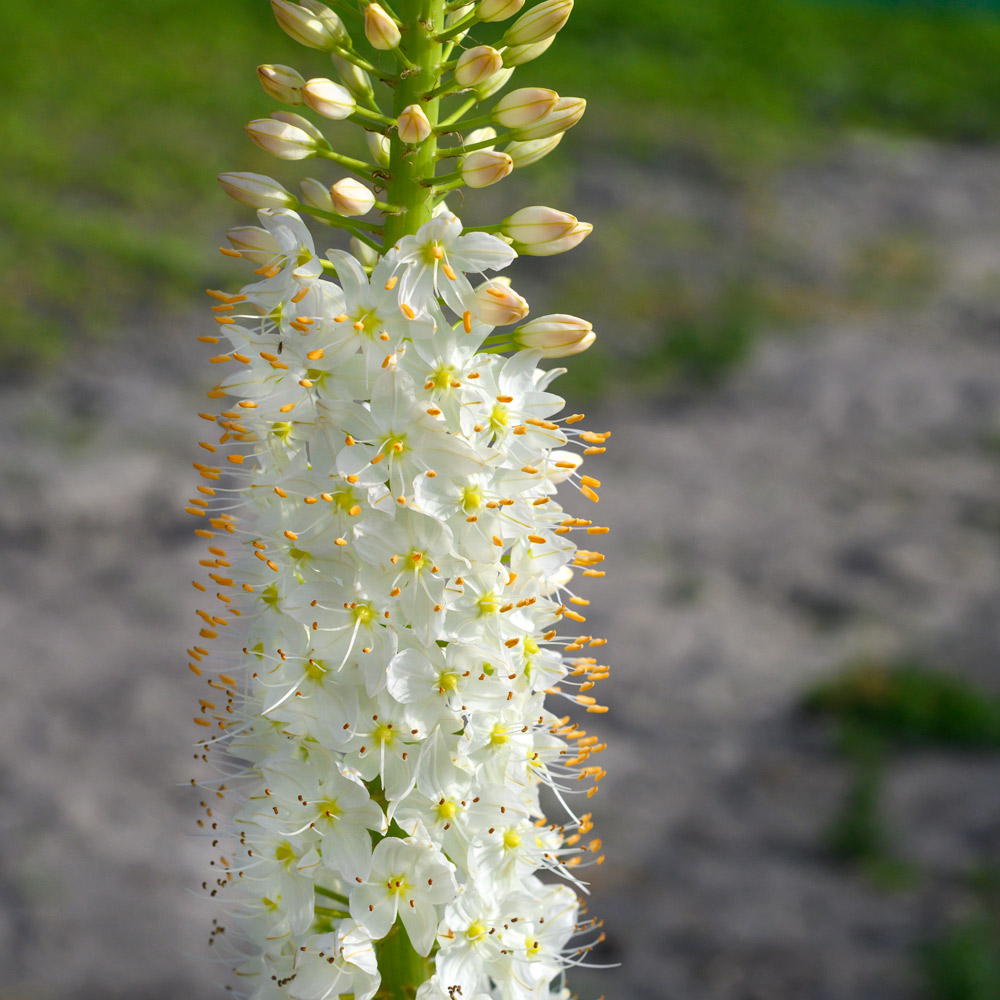 Eremurus himalaicus | White Flower Farm