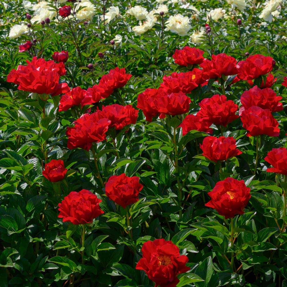 Peony 'Mackinac Grand' | White Flower Farm